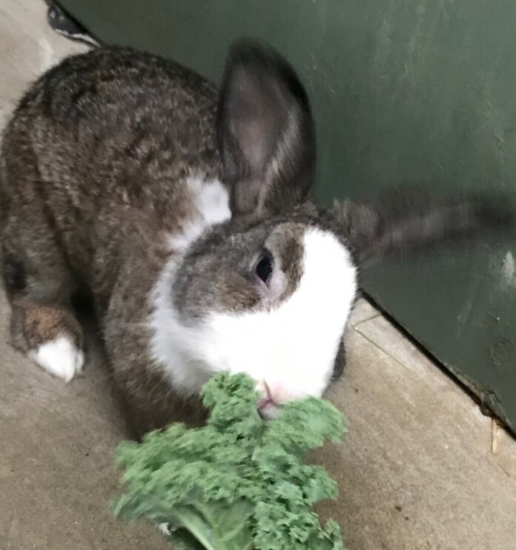 Pickles - Male Rabbit Unspecified Rabbit in VIC - PetRescue