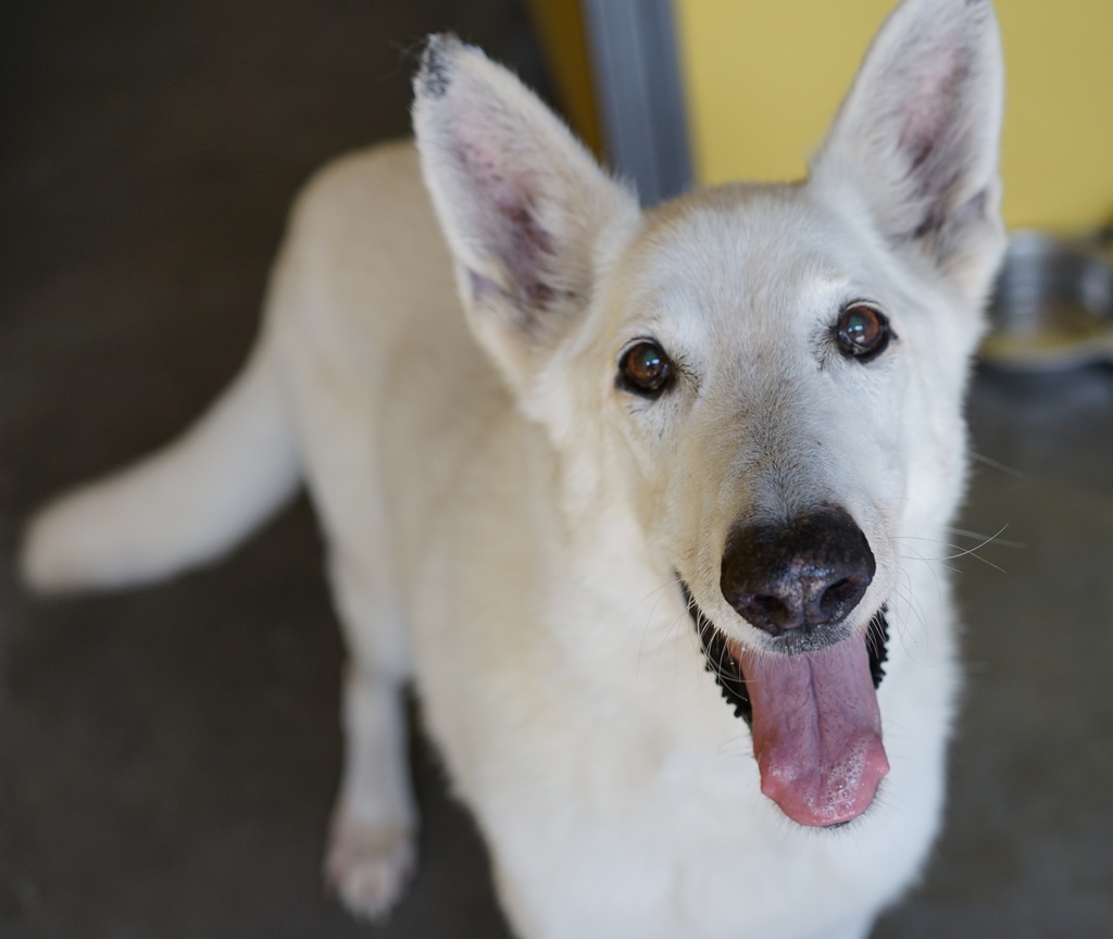 Flynn - Large Male White Shepherd Dog Mix Dog in QLD - PetRescue