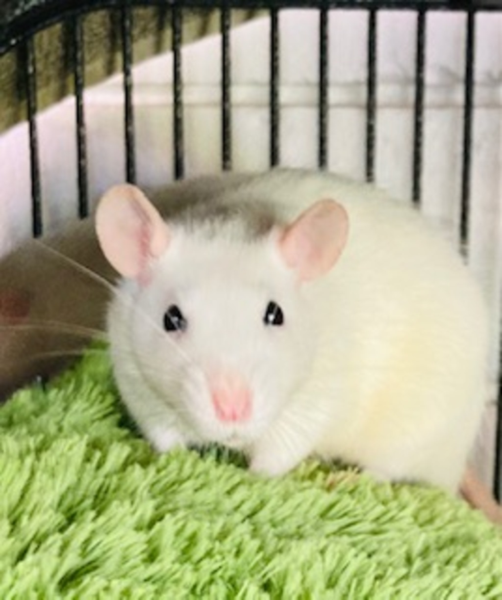 Lola - Female Rat Mix Rodent in QLD - PetRescue