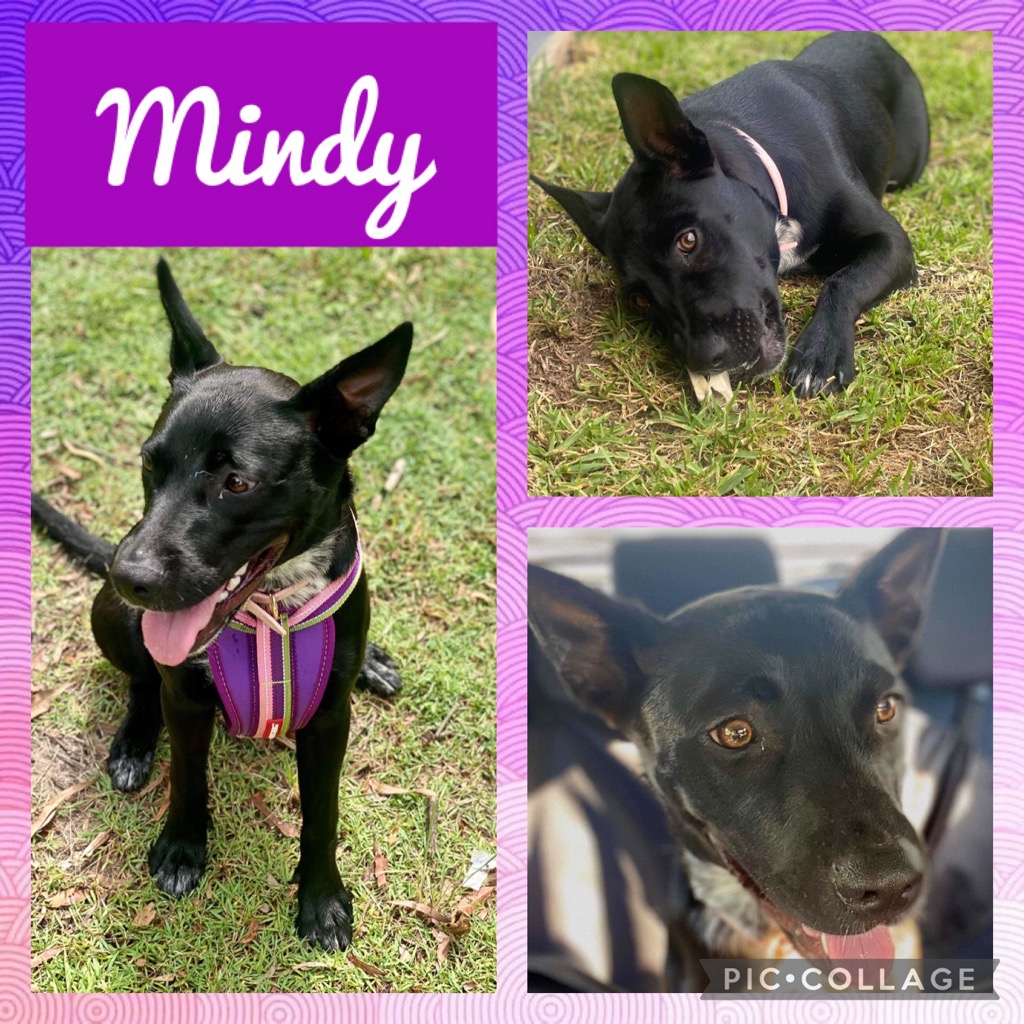 Mindy - Medium Female Mixed Breed Dog in QLD - PetRescue