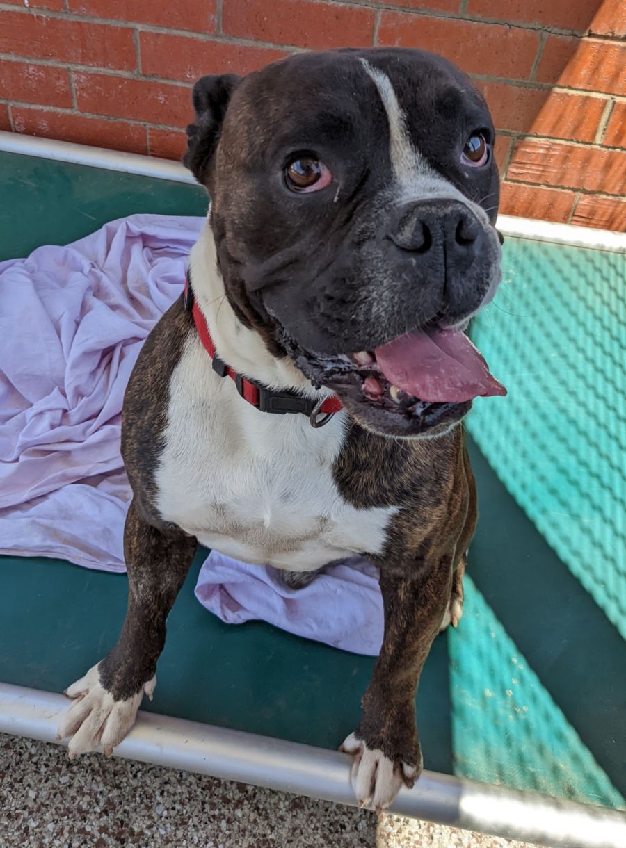 Sarge - Medium Male Australian Bulldog Mix Dog in VIC - PetRescue