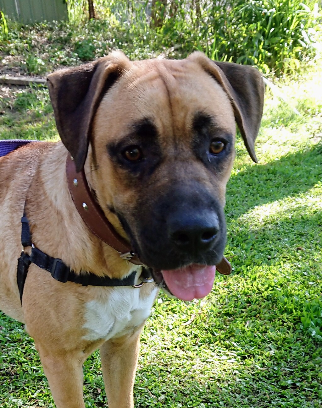 Ruby - Medium Female Rhodesian Ridgeback Mix Dog in QLD - PetRescue