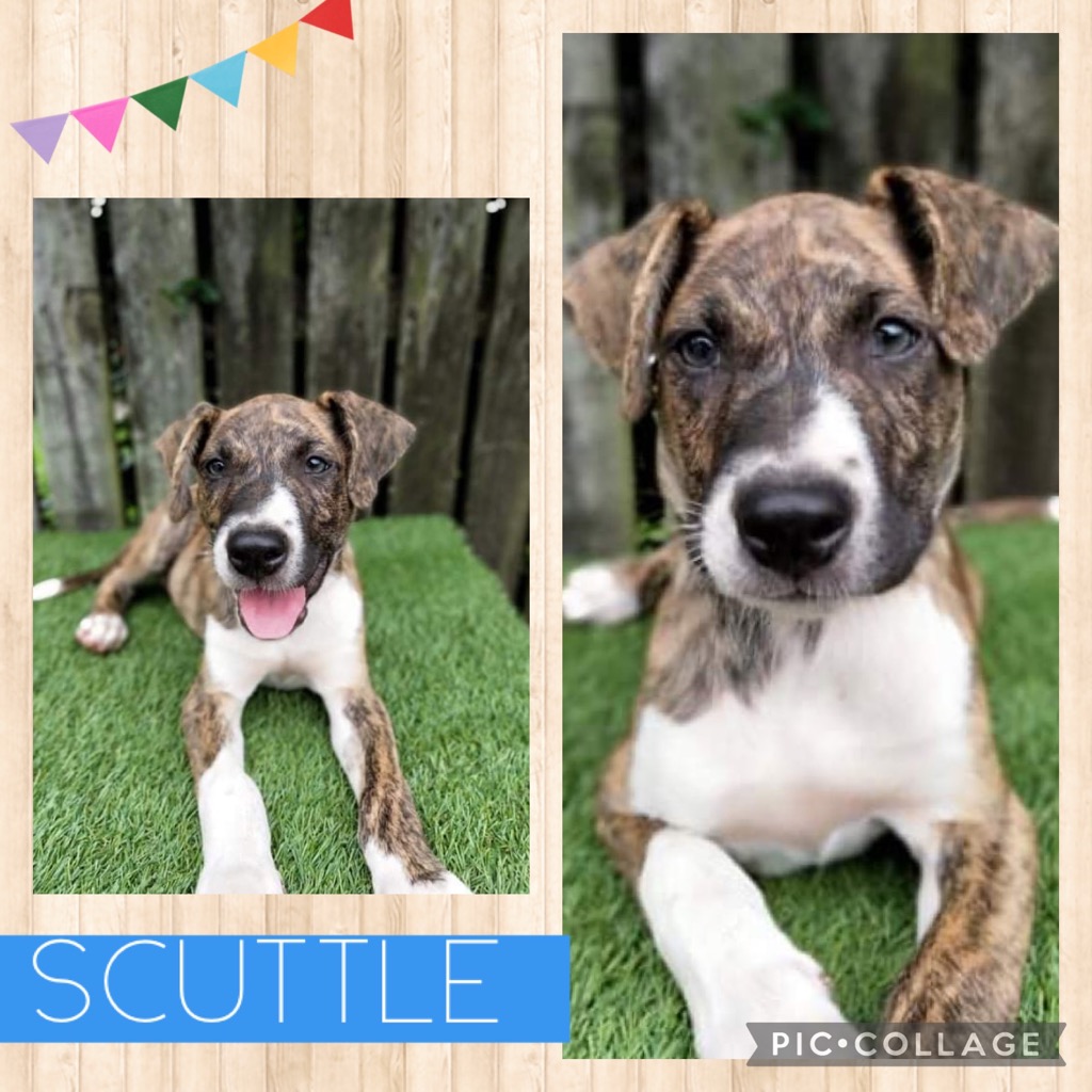 Scuttle - Large Male Mastiff x Mixed Breed Mix Dog in QLD - PetRescue