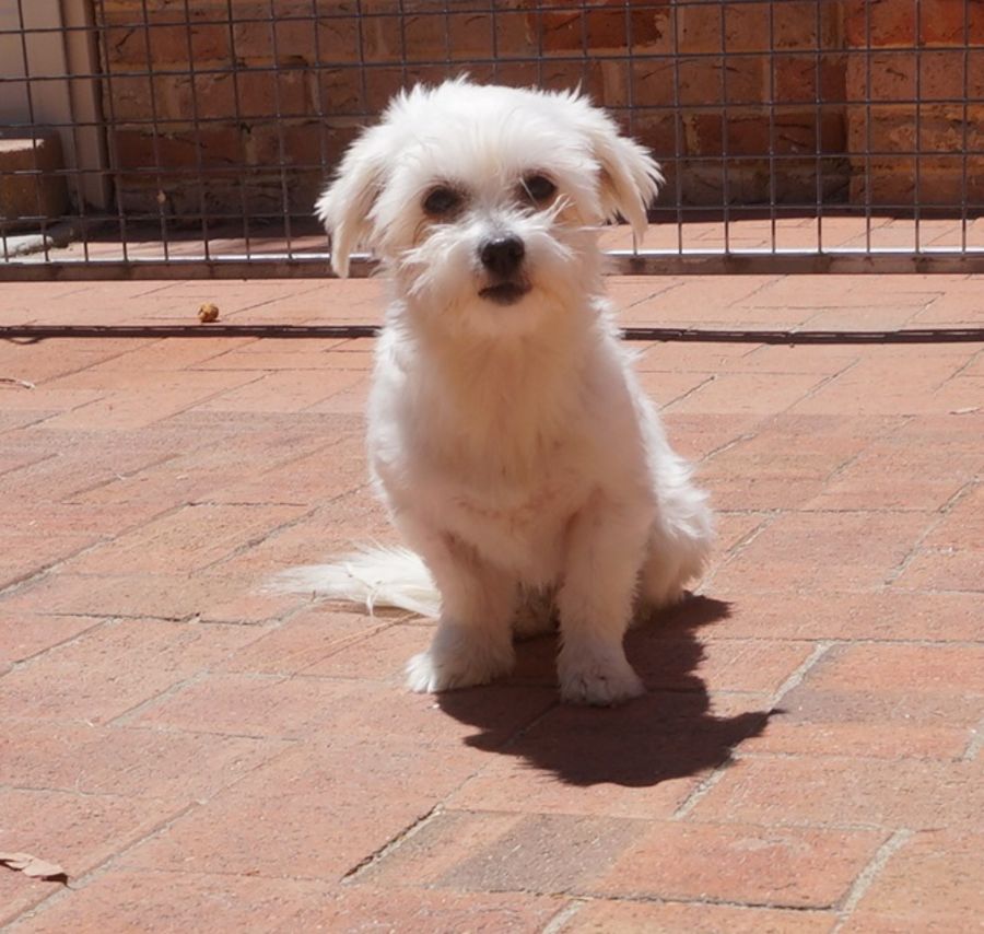 Snuggle Pot - Small Male Maltese Dog in WA - PetRescue