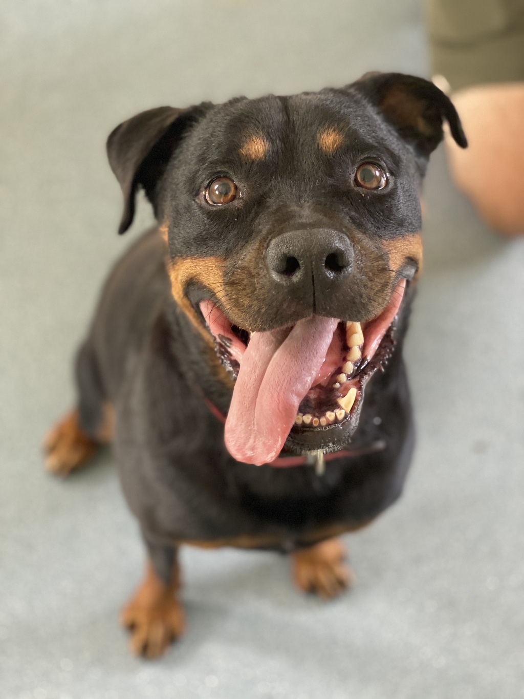 Ruby - Medium Female Rottweiler x English Staffordshire Bull Terrier ...