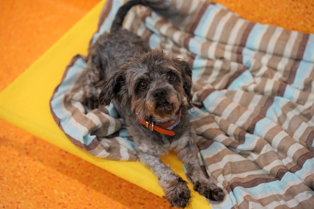 Curly - Small Male Maltese Terrier Mix Dog in QLD - PetRescue