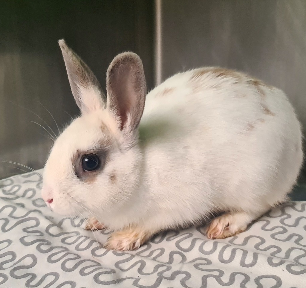 Taya - Female Rabbit Unspecified Rabbit in VIC - PetRescue