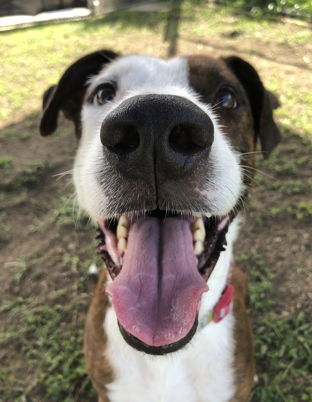 Bruno - Large Male North Queensland Bullhound Mix Dog in QLD - PetRescue