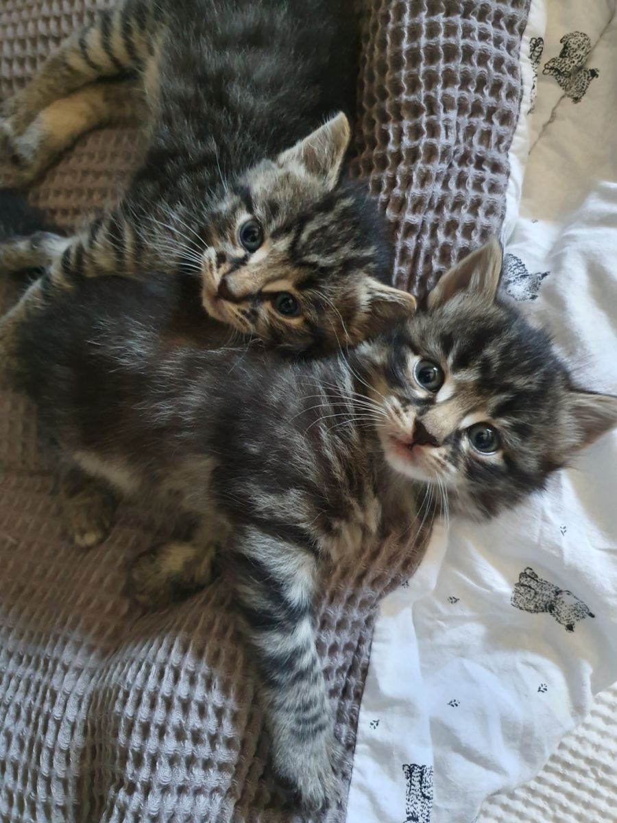 Trinity - Female Birman Mix Cat in VIC - PetRescue