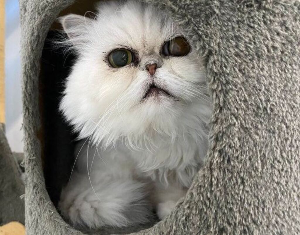 Dorothy - Female Chinchilla x Persian Mix Cat in ACT - PetRescue