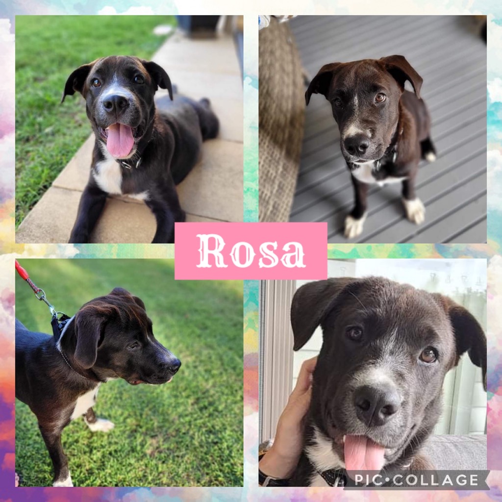 Rosa - Medium Female Border Collie x Rottweiler Mix Dog in QLD - PetRescue
