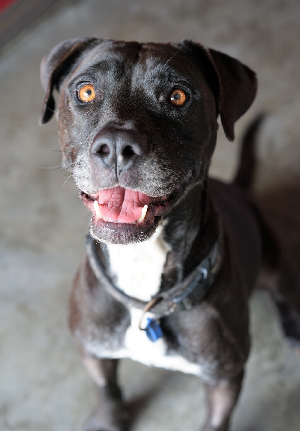 Betty - Large Female Australian Bandog Mix Dog in QLD - PetRescue