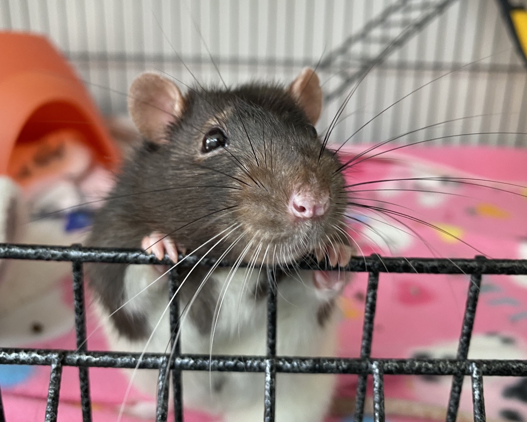 Ritz - Male Rat Rodent in ACT - PetRescue