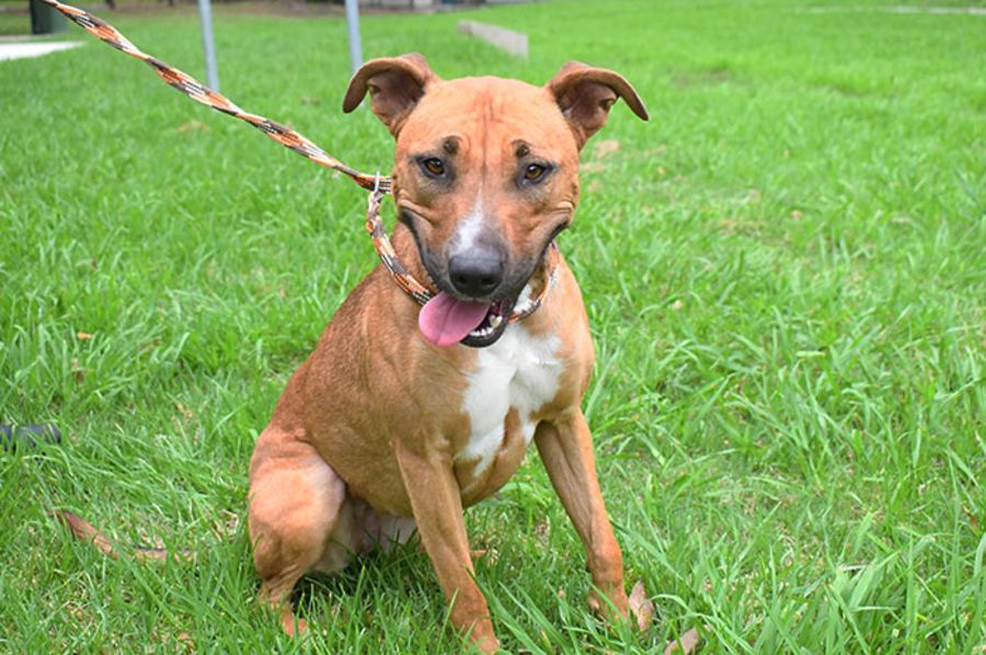 Lunabelle 34056 Campbelltown ACF - Medium Female Staffy Dog in NSW ...