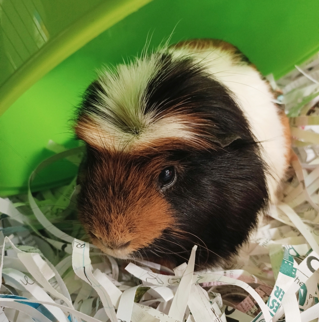Ashton - Male Short-hair Abyssinian Mix Guinea Pig in QLD - PetRescue