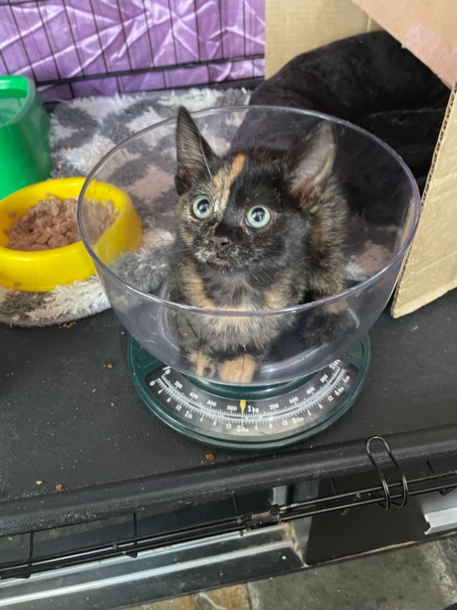 Aroura - Female Domestic Short Hair Cat in SA - PetRescue