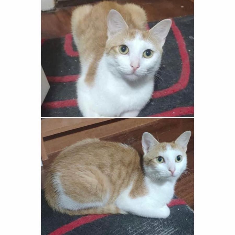 5927 - Cipher - Female Domestic Short Hair Cat in WA - PetRescue