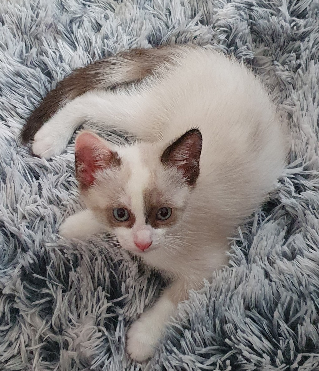 Lacey - Female Snowshoe Mix Cat in QLD - PetRescue