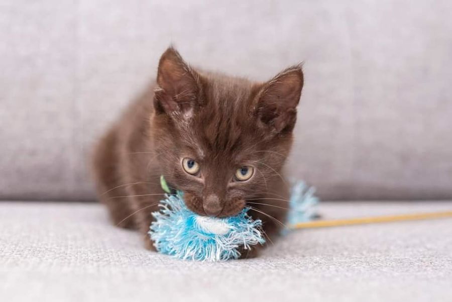 Yoshinobu**2nd Chance Cat Rescue** - Male Domestic Short Hair Cat in ...