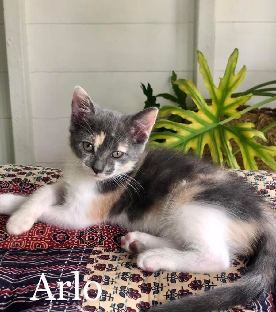 Arlo - Female Domestic Short Hair Cat in QLD - PetRescue