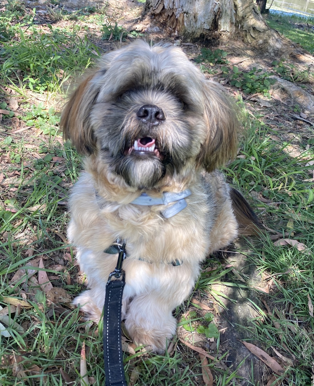 Robby - Small Male Lhasa Apso x Shih Tzu Mix Dog in QLD - PetRescue