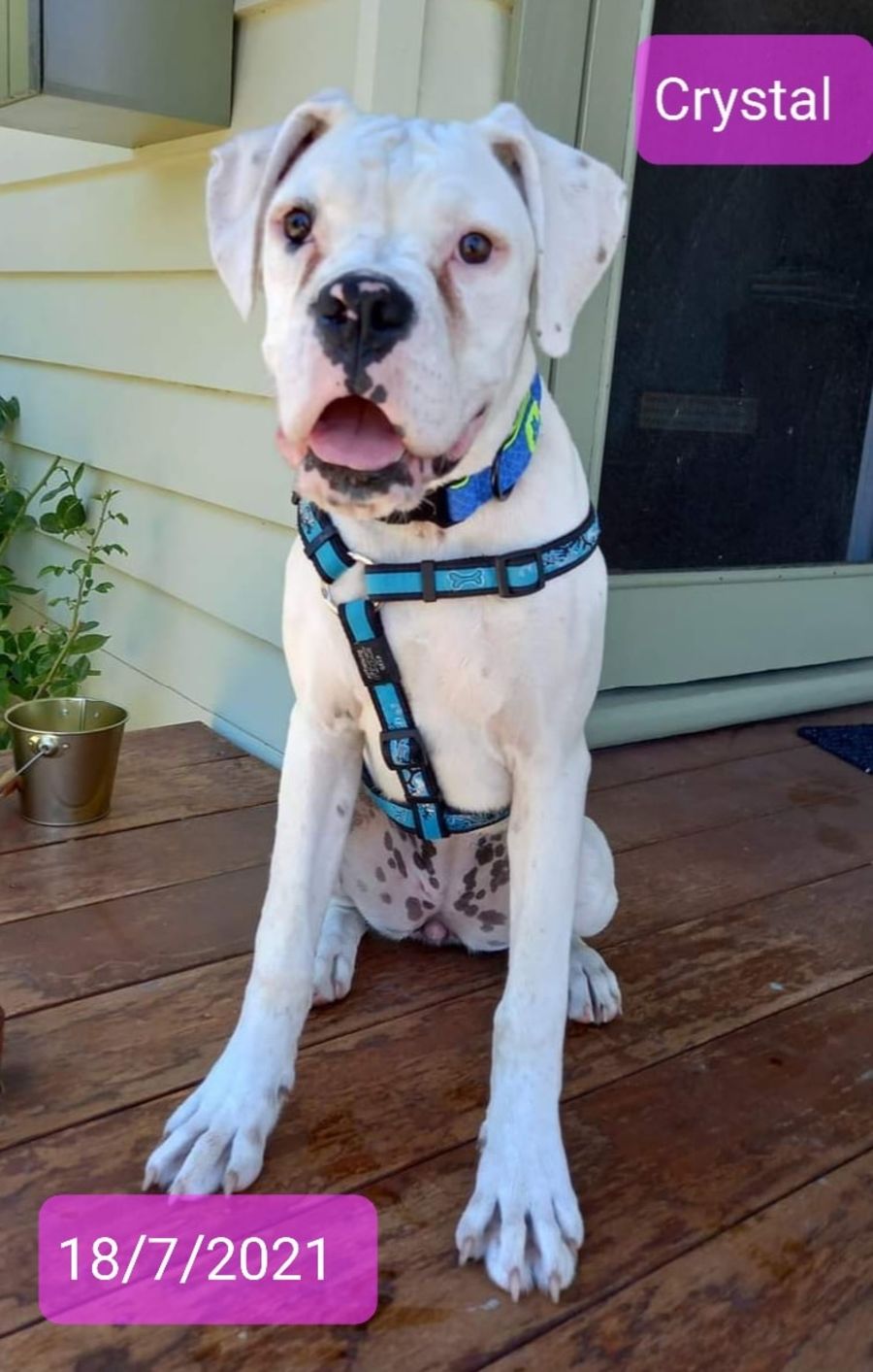 Crystal - Medium Female Boxer Mix Dog in VIC - PetRescue