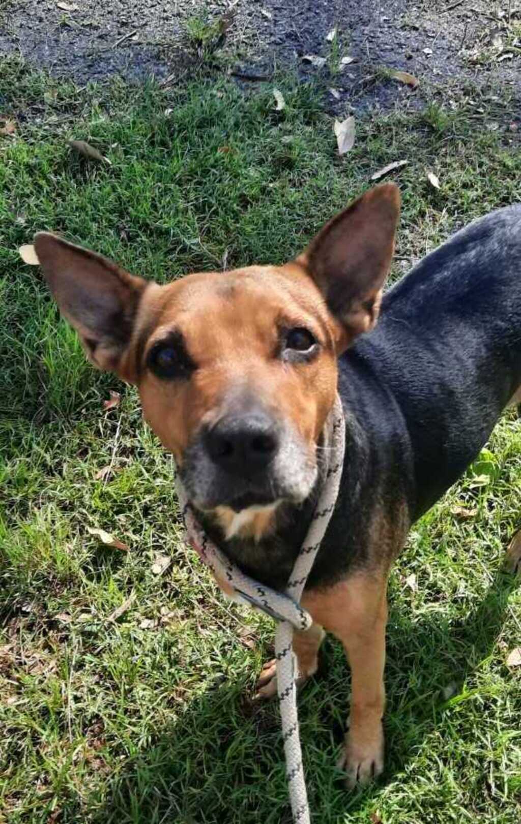 Queenie - Medium Female Kelpie x English Staffordshire Bull Terrier Mix ...