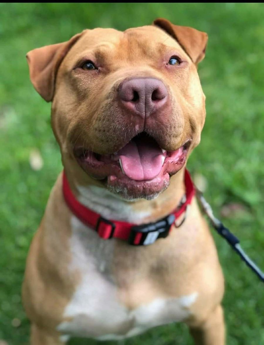 Boss - Large Male Staffy Dog in NSW - PetRescue
