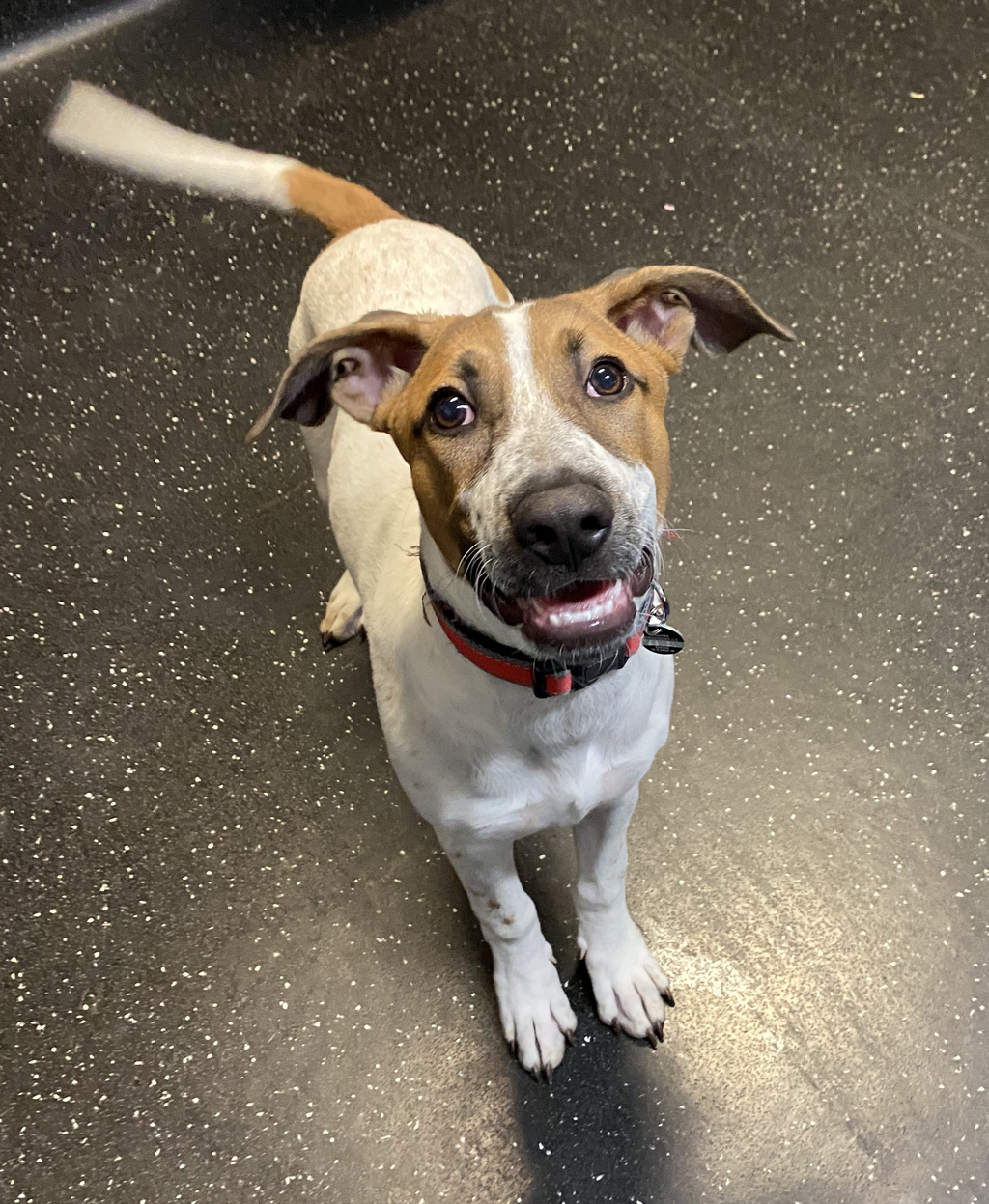 Bo - Medium Male Staffordshire Bull Terrier x English Pointer Mix Dog ...