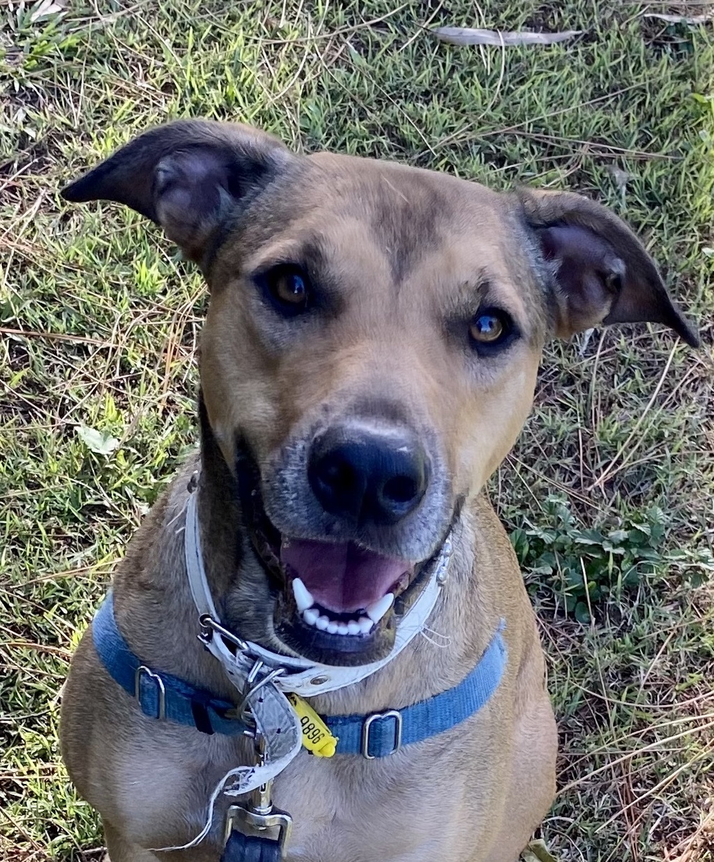 Koda - Medium Female Kelpie x Rhodesian Ridgeback Mix Dog in QLD ...