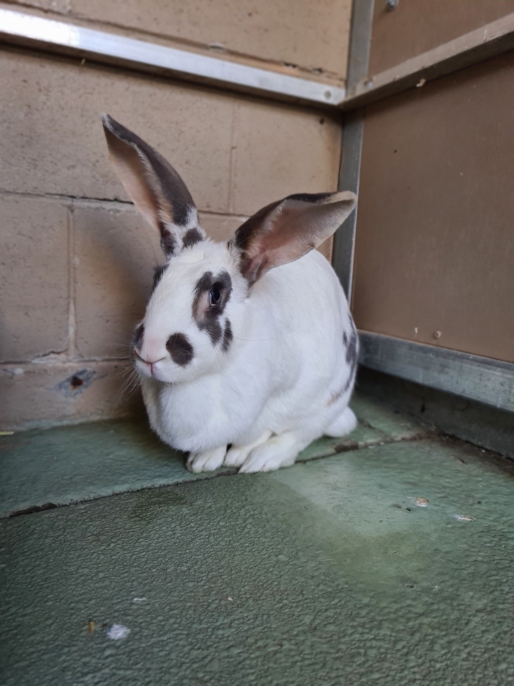 Marni - Female Flemish Giant Mix Rabbit in VIC - PetRescue