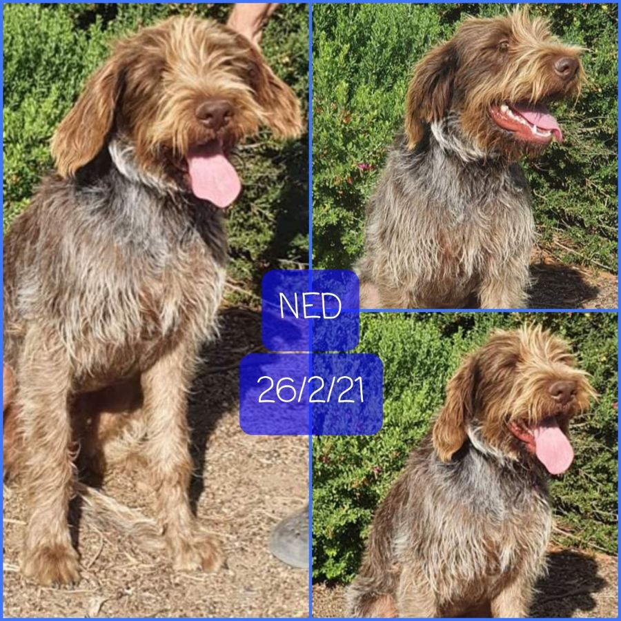Ned - Large Male German Wirehaired Pointer Mix Dog in VIC - PetRescue