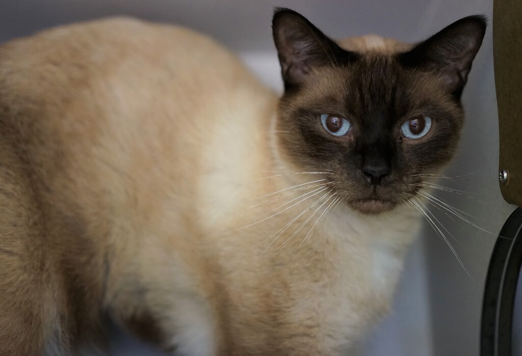 Pez - Male Layanese Mix Cat in QLD - PetRescue