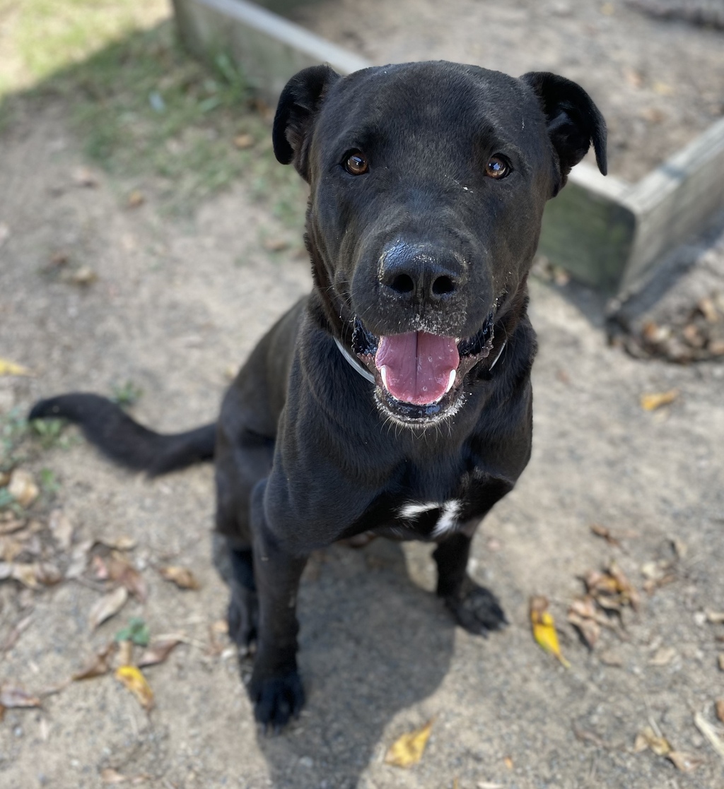 Marco - Large Male Rottweiler x Labrador Retriever Mix Dog in QLD ...