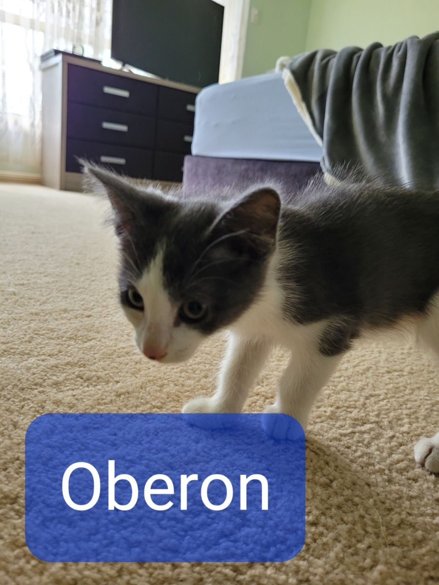 Oberon - Male Domestic Short Hair Cat in NSW - PetRescue