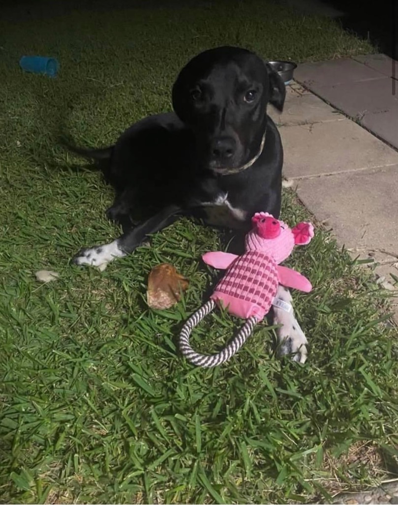 Sonny - Medium Male Dalmatian x Rhodesian Ridgeback Mix Dog in QLD ...