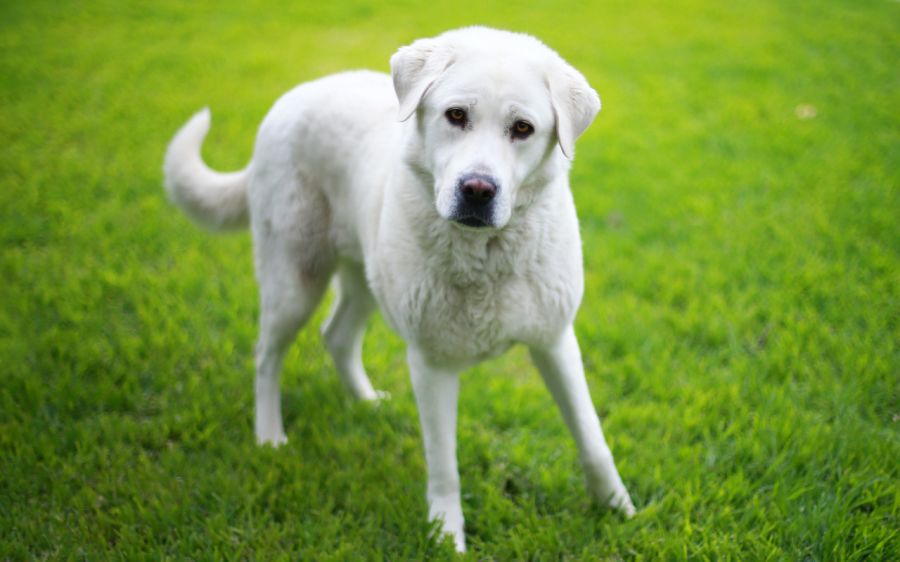 Aspen - Foster Carer Needed - Large Female Maremma Sheepdog Dog in VIC ...