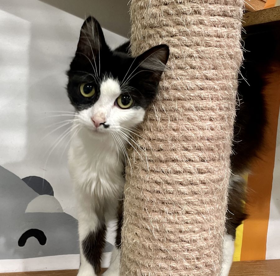 Malibu - Female Domestic Medium Hair Cat in VIC - PetRescue