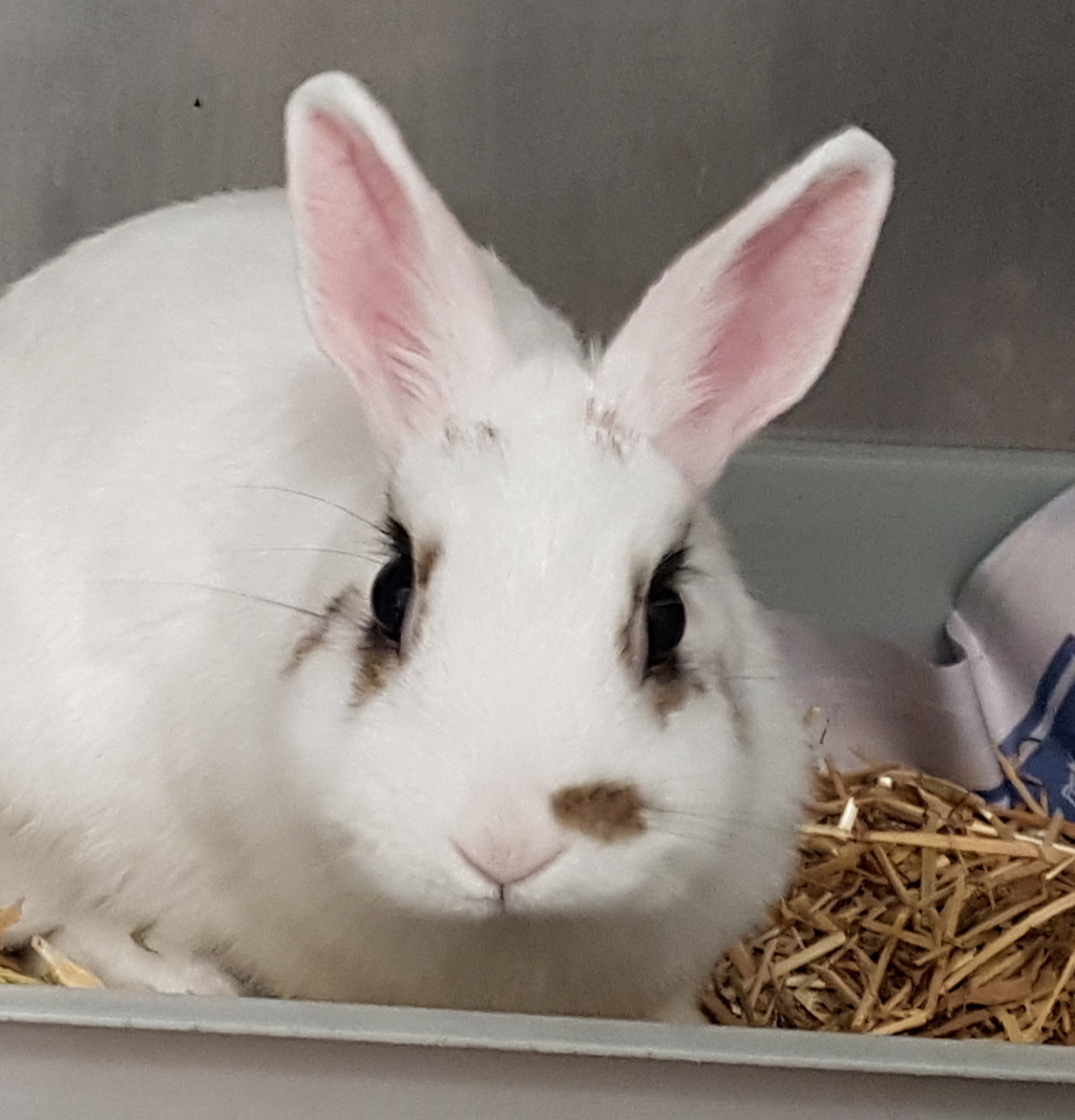 Lilly - Female Netherland Dwarf Mix Rabbit in VIC - PetRescue