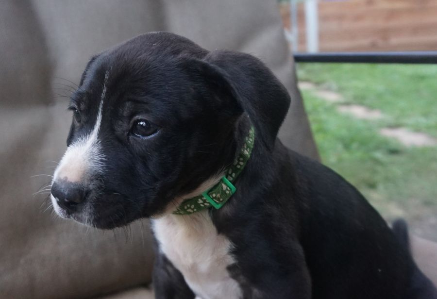 Paco - Medium Male Border Collie x Staffy Mix Dog in NSW - PetRescue
