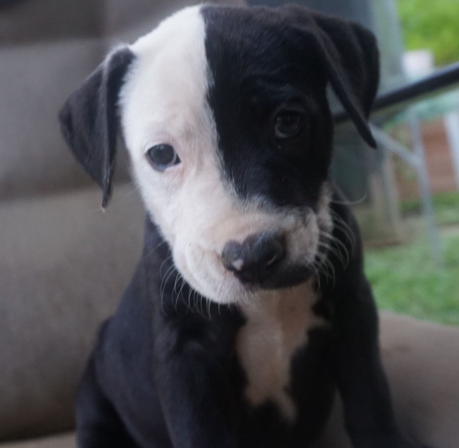 Bella - Medium Female Border Collie x Staffy Mix Dog in NSW - PetRescue