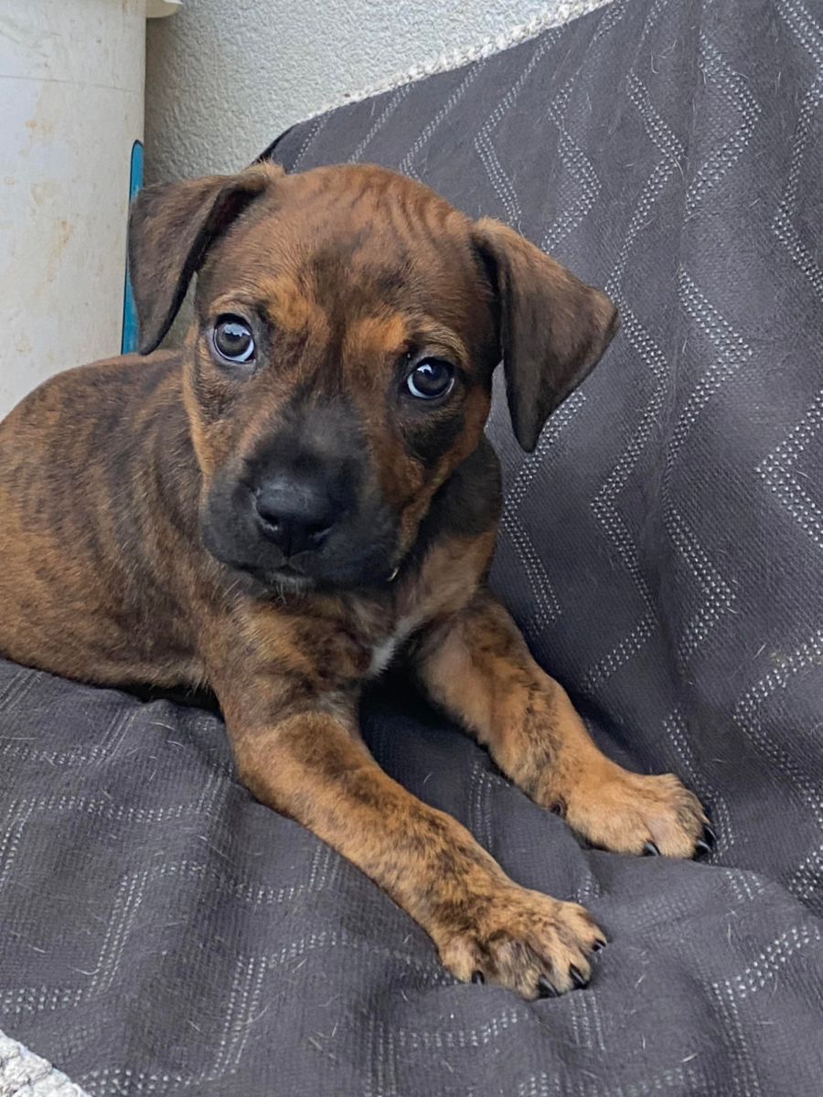 Atlah - Medium Female Staffy Mix Dog in QLD - PetRescue