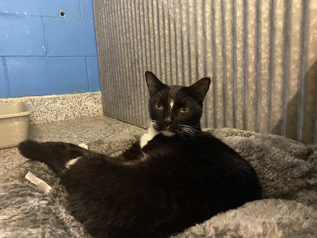 Buddy - Male Manx Mix Cat in QLD - PetRescue