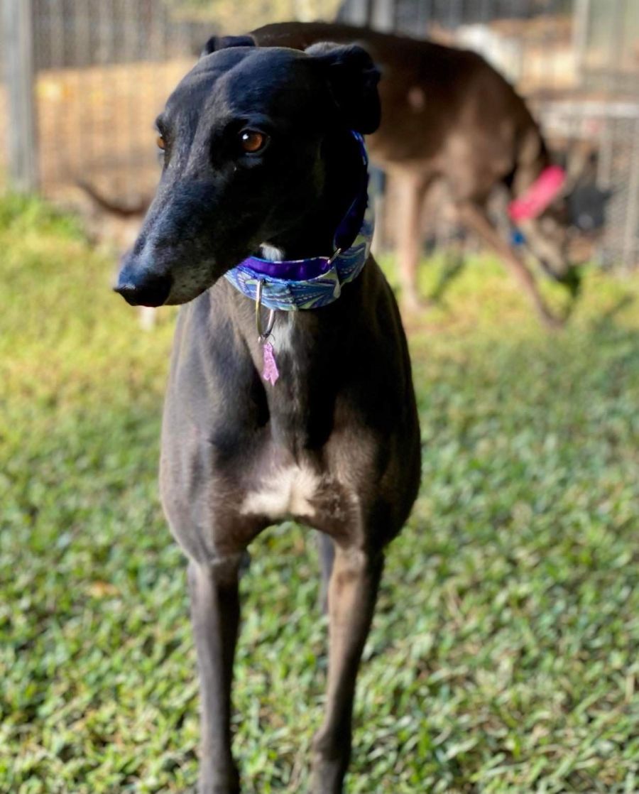 Petra - Large Female Greyhound Dog in QLD - PetRescue