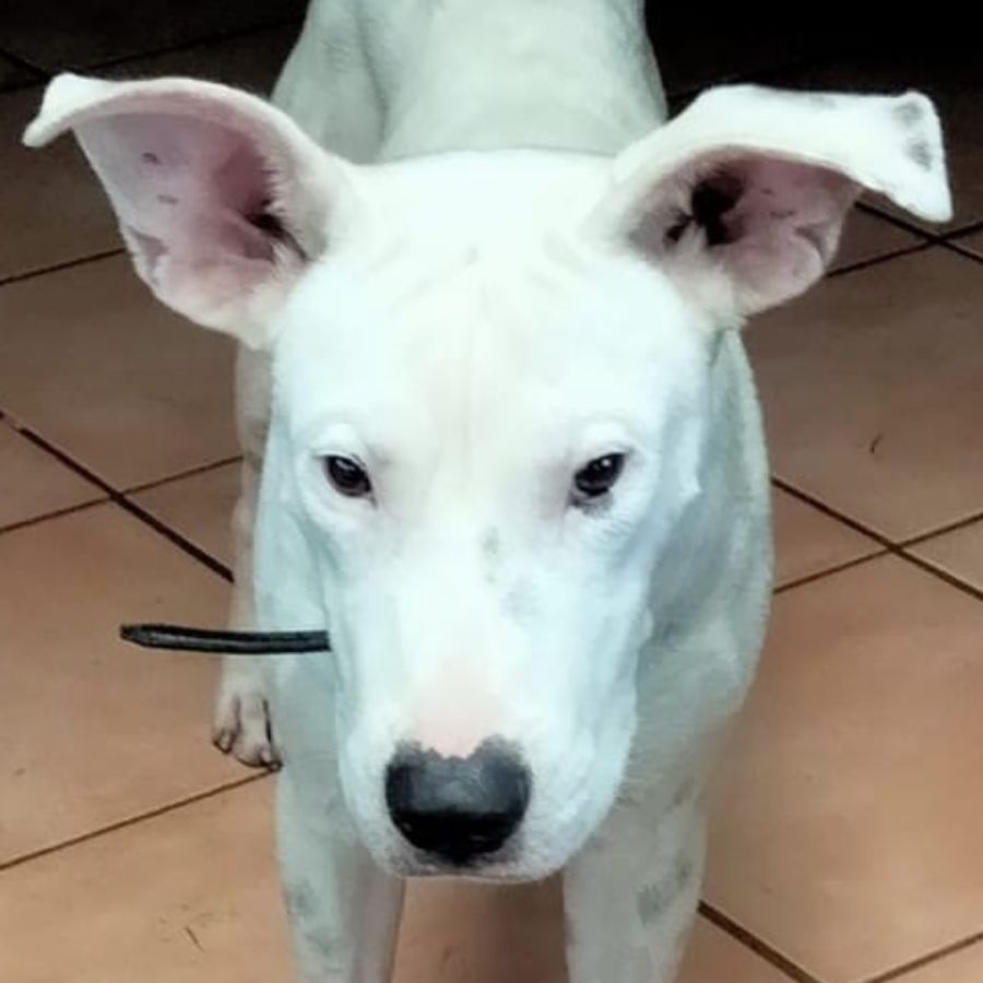 Cyclone - Large Male Bull Arab Mix Dog in QLD - PetRescue