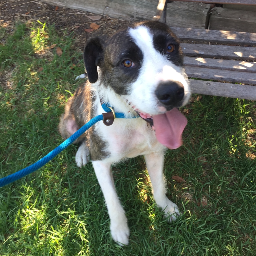 Bennet - Medium Male Bull Arab x Staghound Mix Dog in VIC - PetRescue