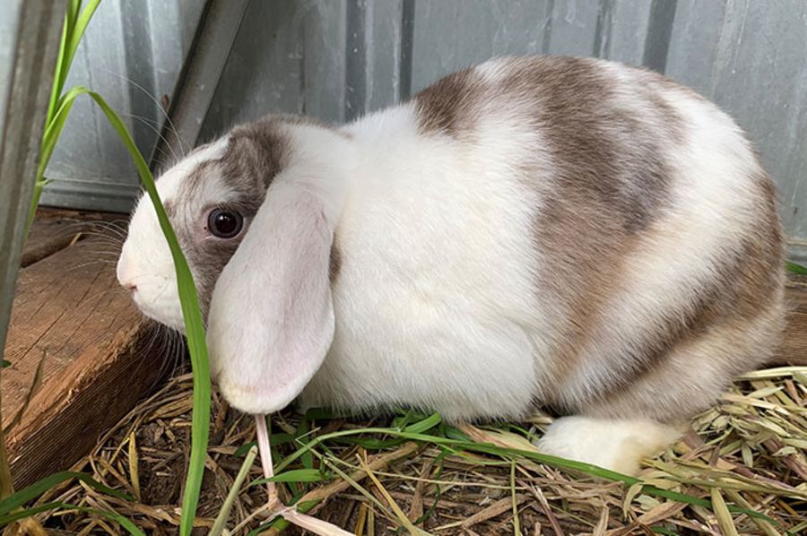 Snaps 217 Campbelltown ACF - Male Lop Eared Rabbit in NSW - PetRescue