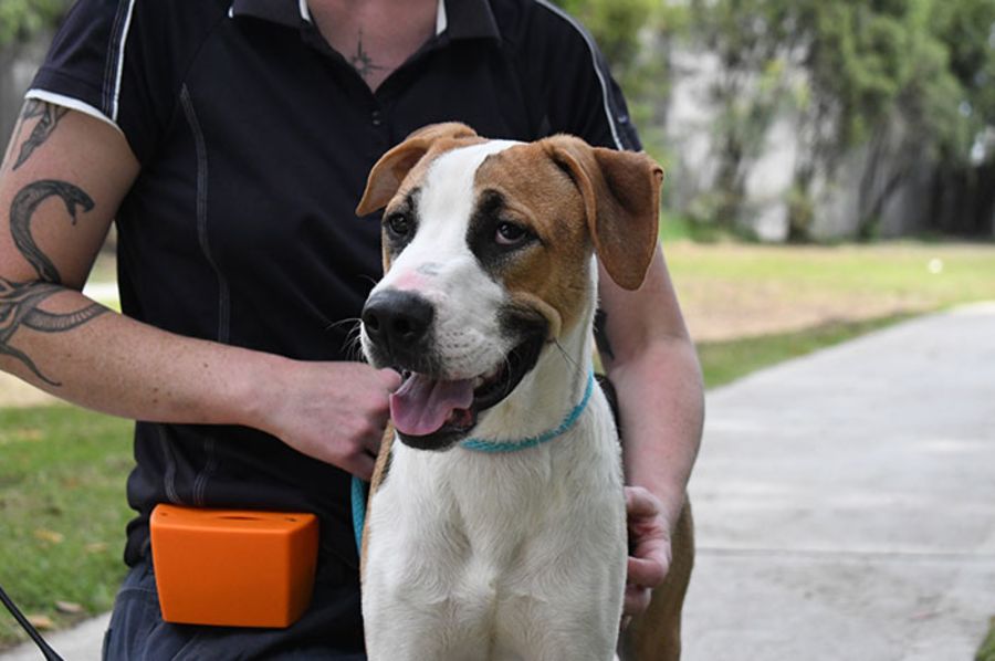 Jericho 34112 Campbelltown ACF - Medium Male Foxhound Mix Dog in NSW ...