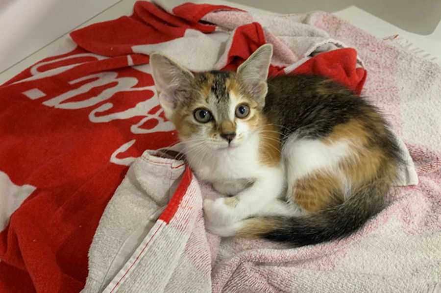 Mantis 9985 Campbelltown ACF - Female Domestic Short Hair Cat in NSW ...