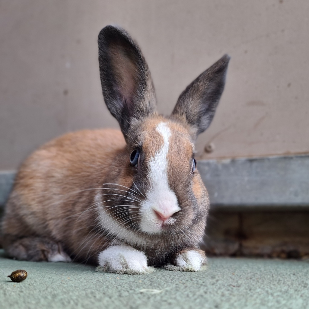 Mixy - Female Rabbit Unspecified Rabbit in VIC - PetRescue